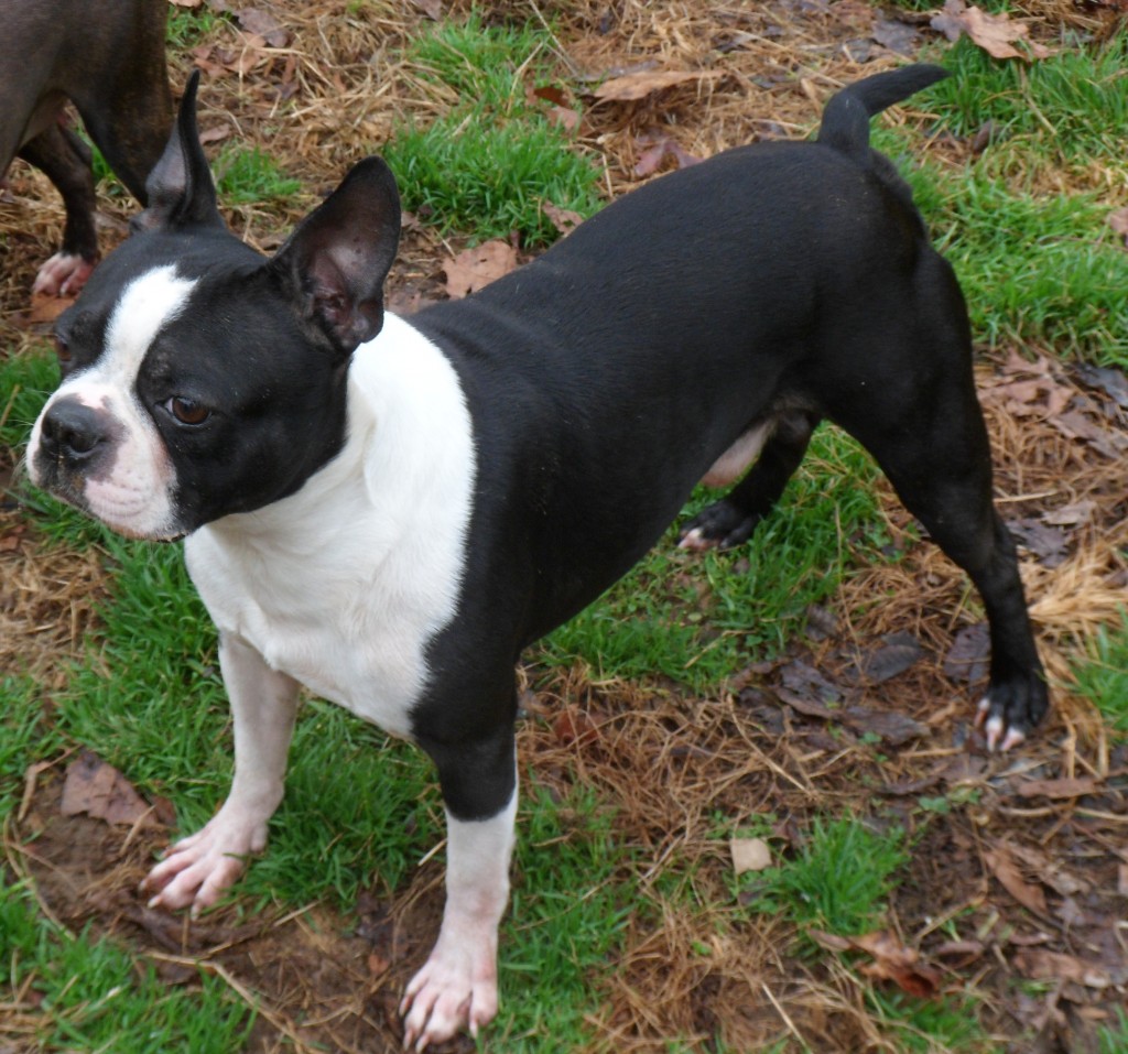 OUR DOGS | Best Boston Terrier Puppies