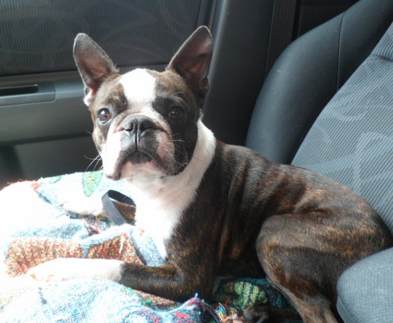 OUR DOGS | Best Boston Terrier Puppies